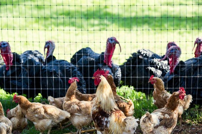 Sticky Turkey Wings & A Visit to Diestel Turkey Ranch - Kitchen Confidante®