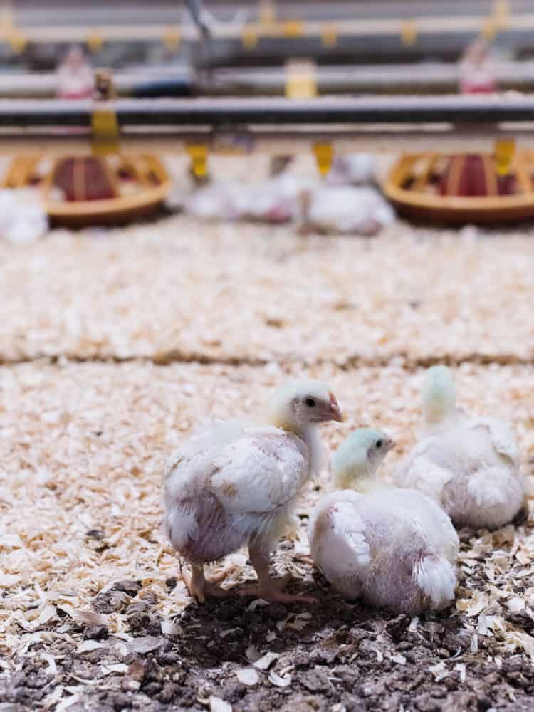 A Visit to a Chicken Farm: Learning About Chicken Production in the U.S ...