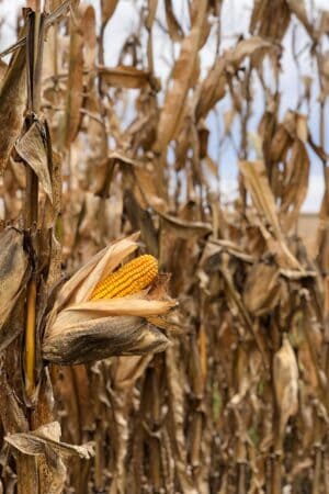 A Taste of Iowa Corn Agriculture - Kitchen Confidante®