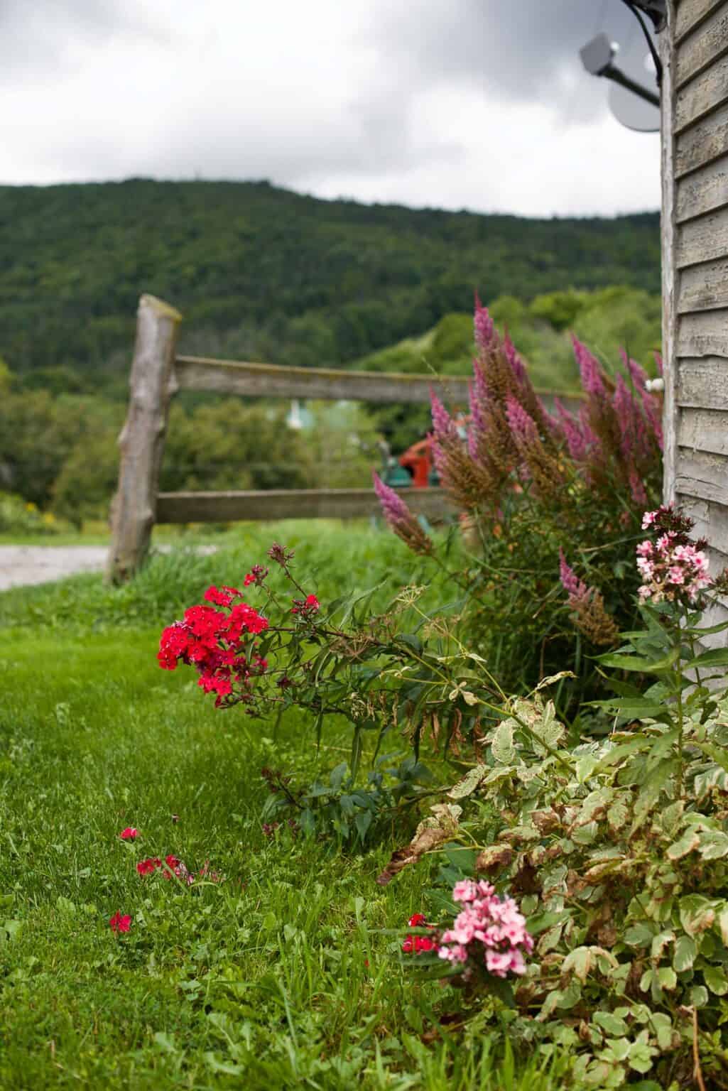 Puff Pastry Fruit Tarts - Kitchen Confidante®