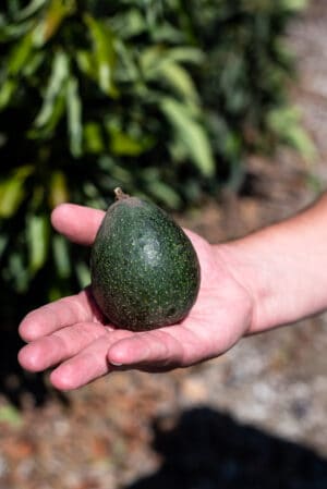 All Things Avocado with Calavo Growers CEO, Brian Kocher - Kitchen ...