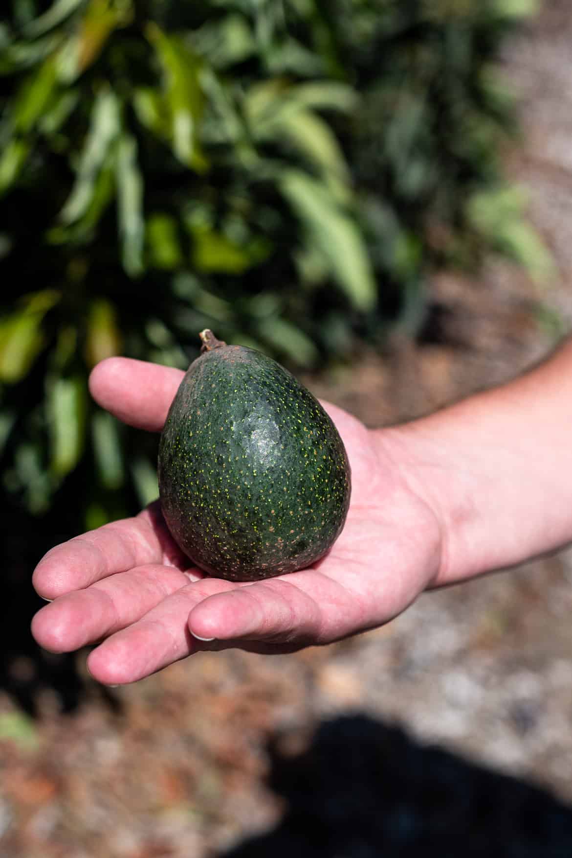 All Things Avocado with Calavo Growers CEO, Brian Kocher - Kitchen ...